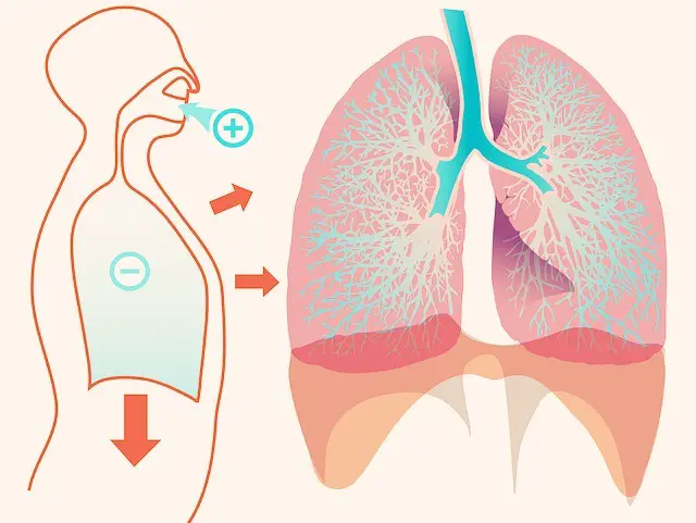 Bradypnea - What is it, Definition, Symptoms, Causes, Treatment