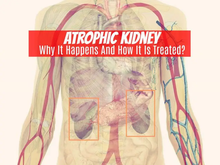 Atrophic Kidney: Why It Happens And How It Is Treated? - The Healthy Apron